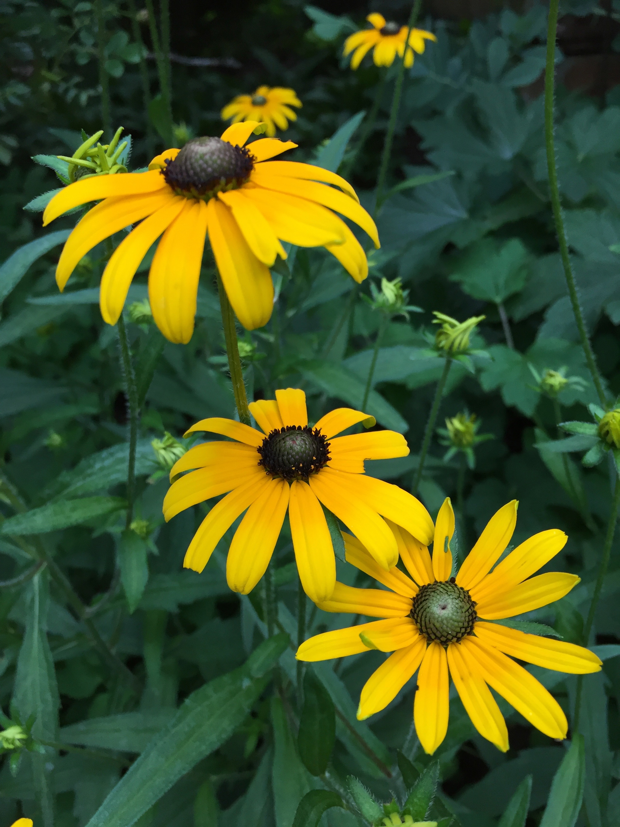 coming home to black-eyed susan season | pull up a chair